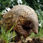 Lugave Clan - Buganda Kingdom